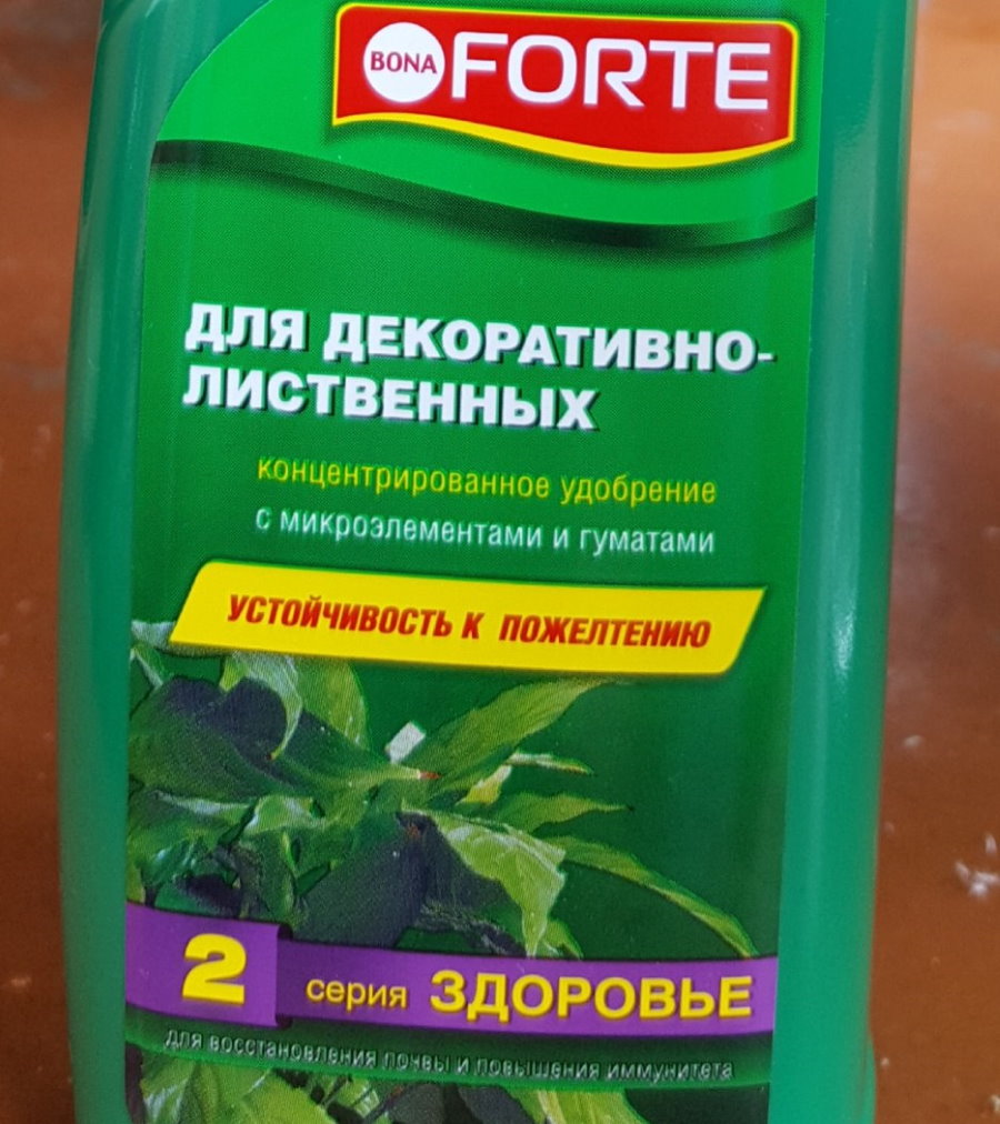 Живая изгородь: из каких кустарников и деревьев лучше сделать живой ...